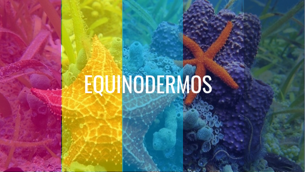 EQUINODERMOS | Genially