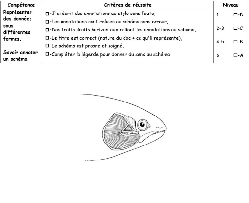 schéma tête poisson - respiration | Genially