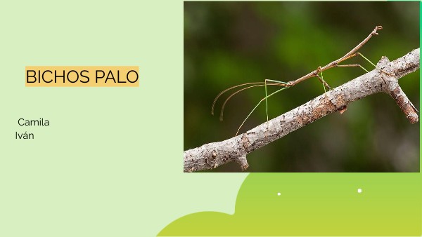 Bichos palo