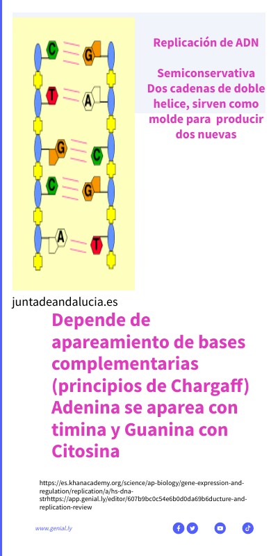 Replicación de ADN | Genially