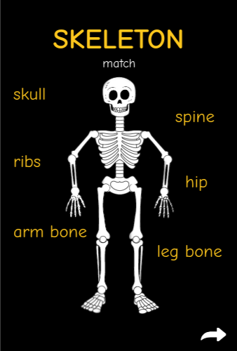 SKELETON | Genially