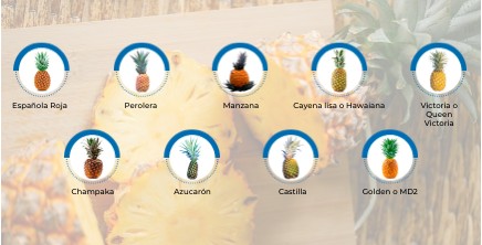 Copia - UntitleVariedades de piña más cultivadasd genially