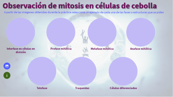 Práctica de mitosis de cebolla (plantilla) | Genially