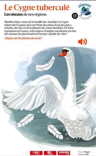 Cygne_tubercule | Genially