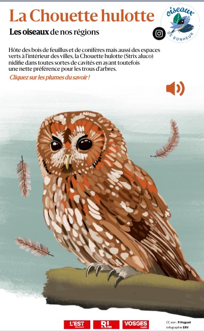 Chouette_hulotte | Genially