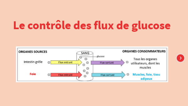 Chapitre 13 activité 2 Le contrôle des flux de glucose | Genially