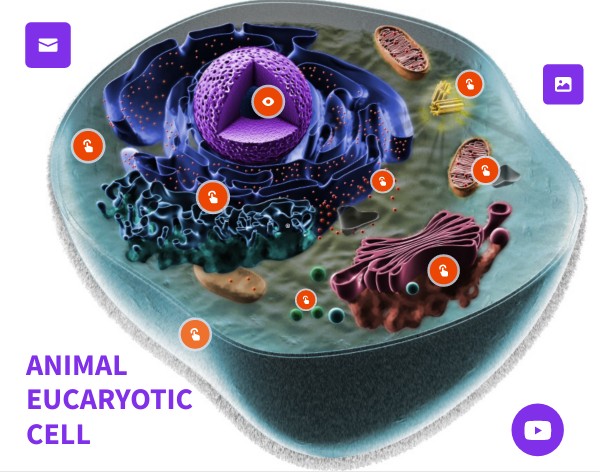 ANIMAL EUCARYOTIC CELL | Genially