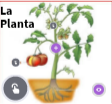 La planta | Genially