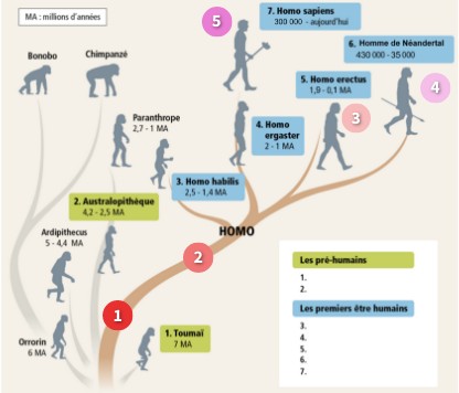 La naissance des premiers humains | Genially