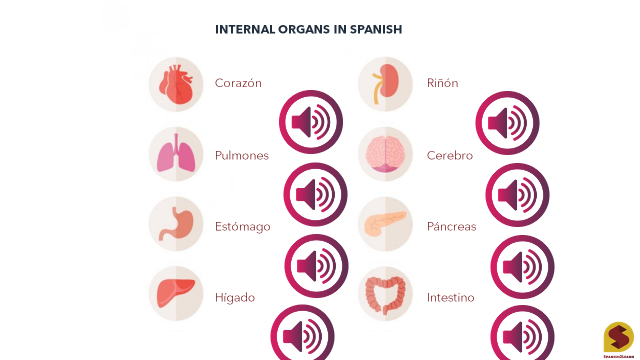 Internal Organs in Spanish: pronunciation
