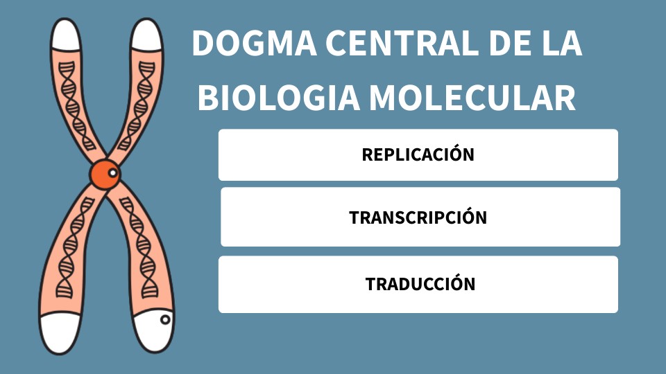 3.2 DOGMA CENTRAL DE LA BIOLOGIA MOLECULAR