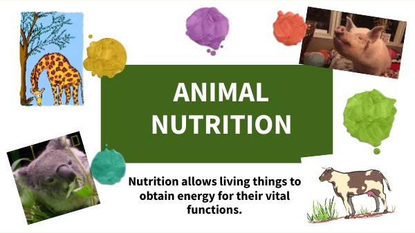 NUTRITION FUCTION | Genially