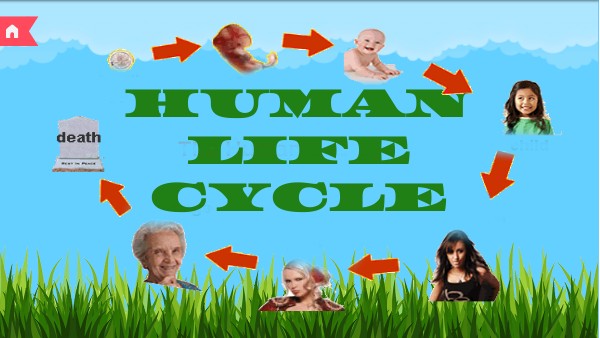 HUMAN LIFE CYCLE