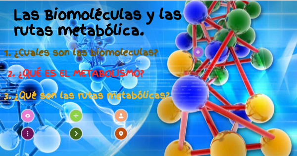 Rutas metabólicas y biomoléculas 7° | Genially
