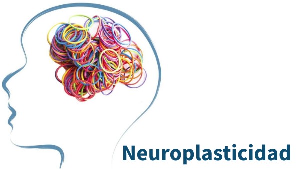 Plasticidad Cerebral