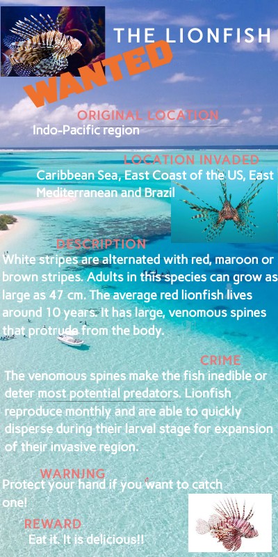 LIONFISH | Genially