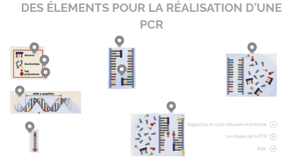 PCR site | Genially