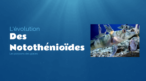 Les notothénioïdes élèves