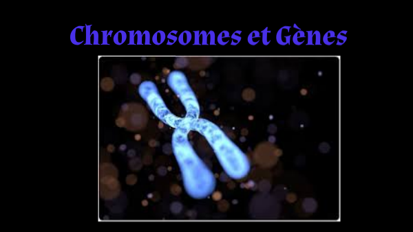 gènes et chromosomes | Genially