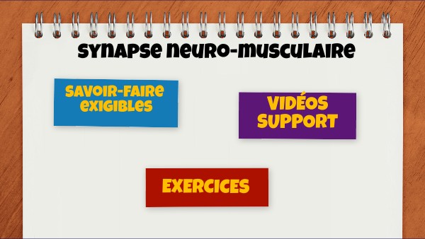 Synapse neuro-musculaire | Genially