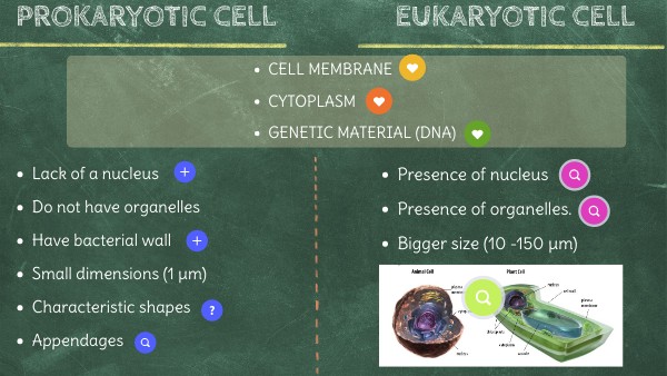 PROKARYOTIC vs EUKARYOTIC CELL