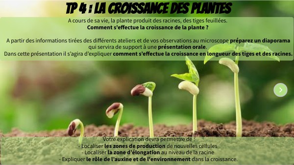 TP4 Croissance des plantes | Genially
