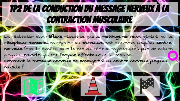 De la circulation du message nerveux à la contraction musculaire | Genially