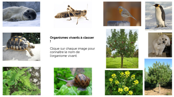 organismes vivants à classer | Genially