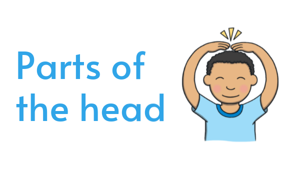Parts of the head