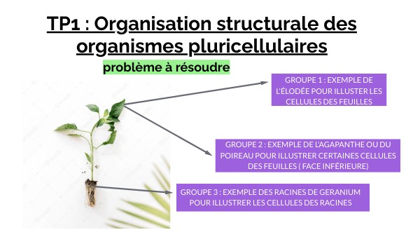 TP1 2022 Organismes pluricellulaires | Genially