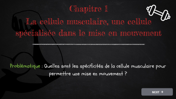 Chapitre 1 la cellule musculaire | Genially