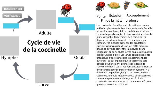 Cycle de vie de la coccinelle | Genially