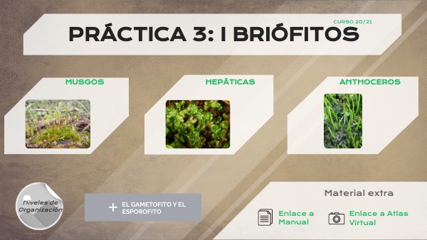 PRÁCTICA BRIOFITOS | Genially