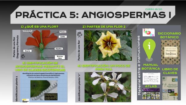PRÁCTICA 5 ANGIOSPERMAS I | Genially