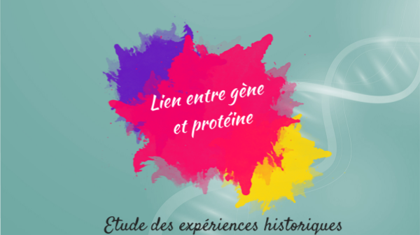 Lien gène protéine | Genially
