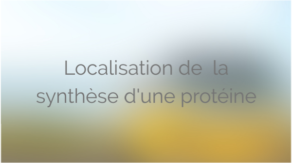 Localisation de la synthèse des protéines | Genially