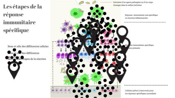 Réponse immunitaire spécifique | Genially
