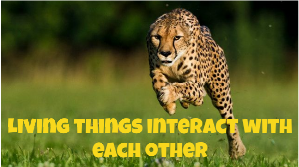 LIVING THINGS INTERACT WITH EACH OTHER | Genially