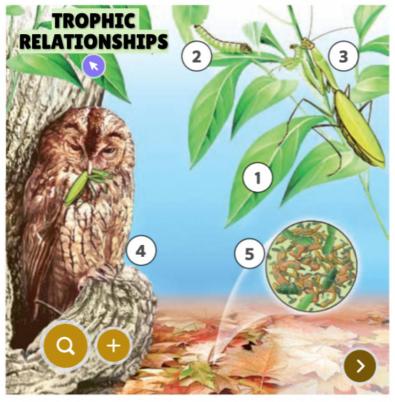 L2. Trophic Relationships