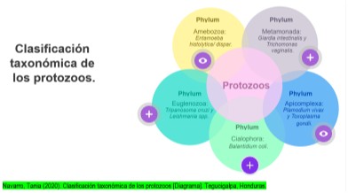 Clasificación taxonómica de los protozoos