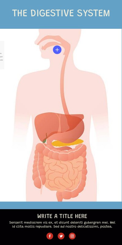DIGESTIVE VERTICAL INFO