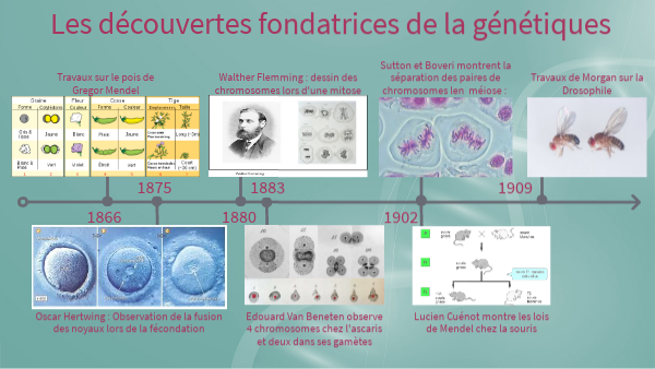 Histoire des sciences : Génétique | Genially
