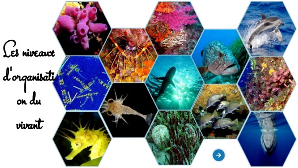 Les niveaux d'organisation du vivant