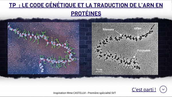 Le code génétique et la traduction de l'ARN | Genially