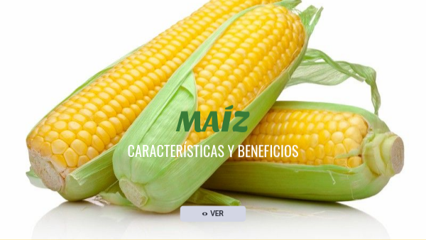EL MAÍZ