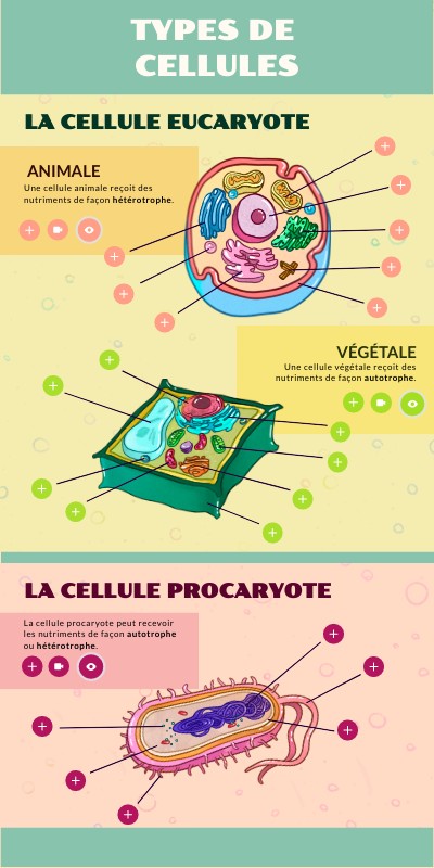 TYPES DE CELLULES : INFOGRAPHIE VERTICALE