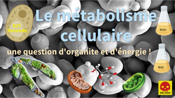 CORRECTION- métabolisme cellulaire _seconde | Genially