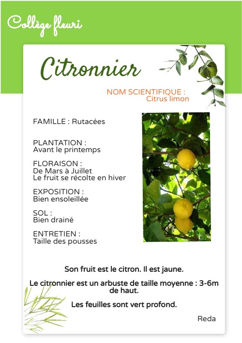 citronnier