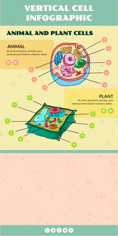 CELL VERTICAL INFO QUINTO