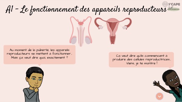 A1 - Le fonctionnement des appareils reproducteurs